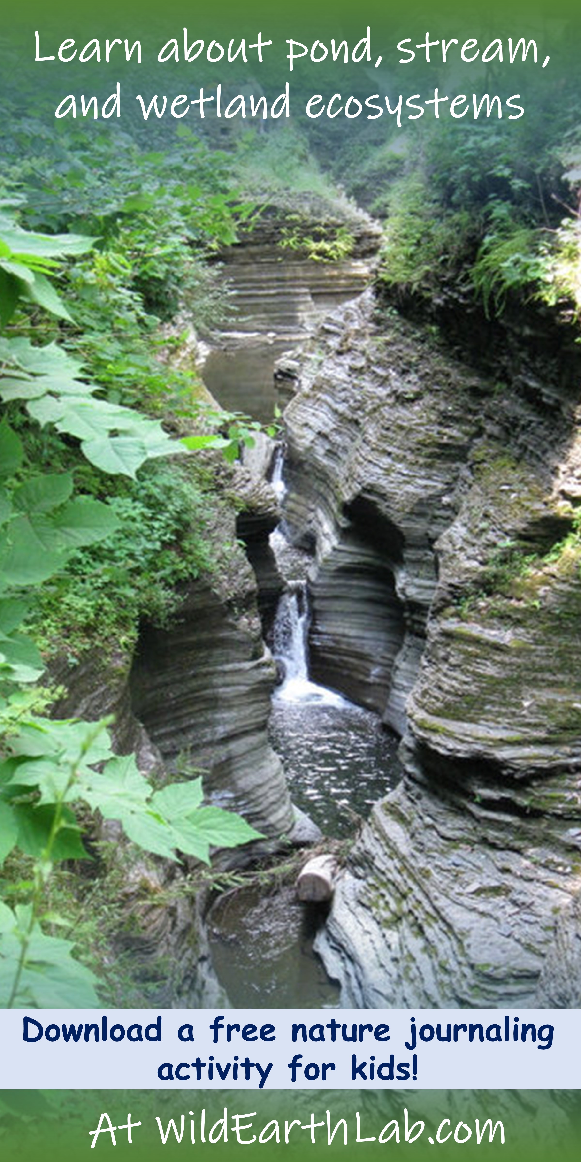 Ecology of Ponds, Streams, and Wetlands