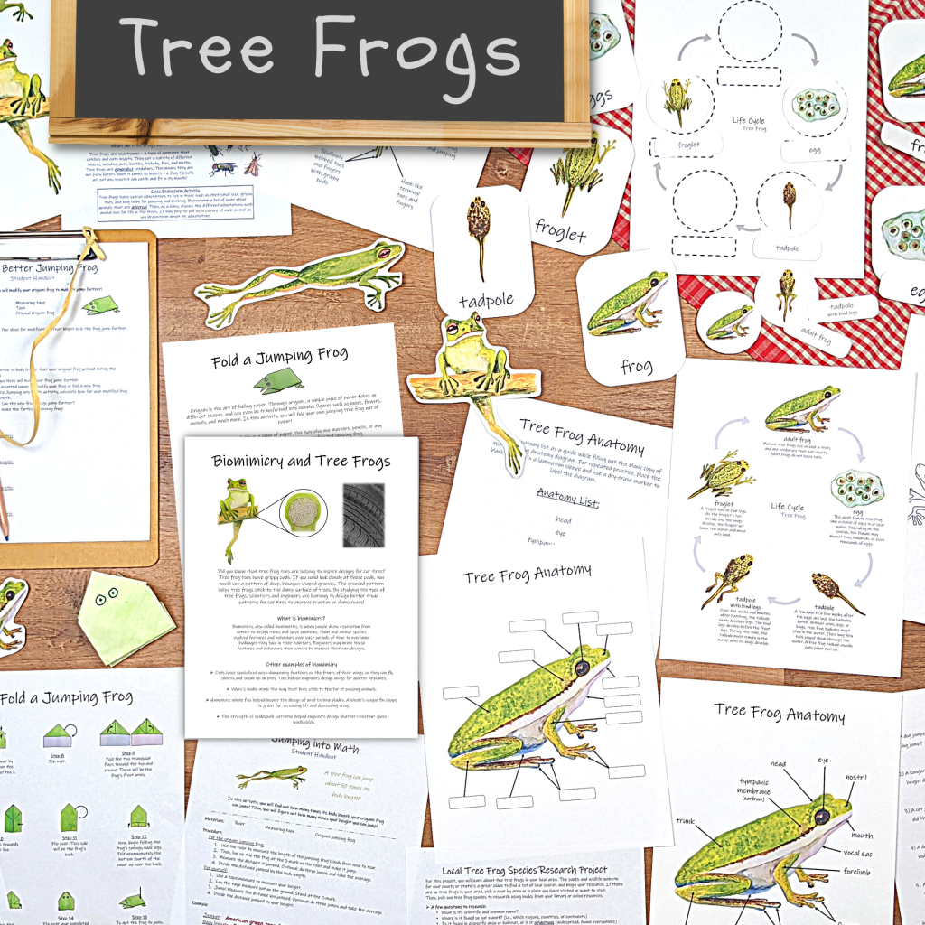 Frog STEAM unit study - science, engineering, & math activities for kids!
