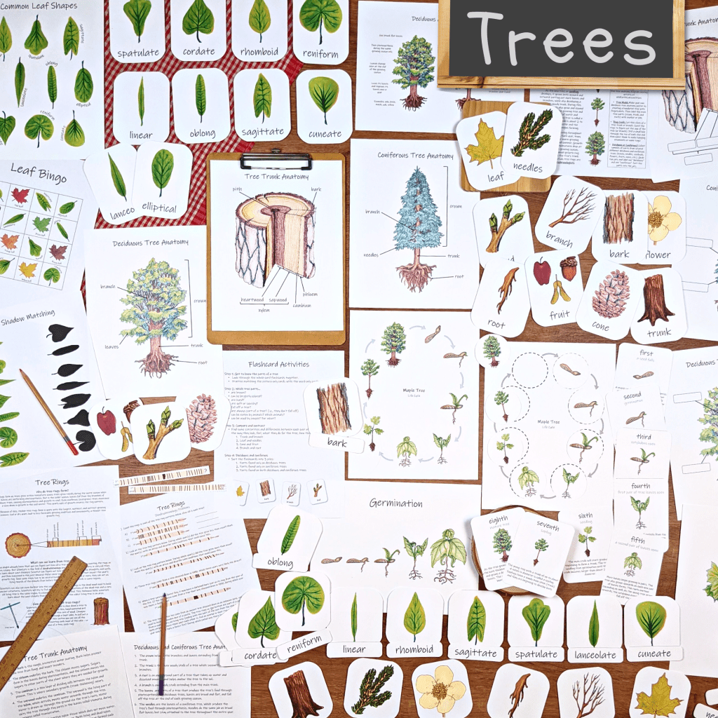Tree unit study - science learning materials for kids