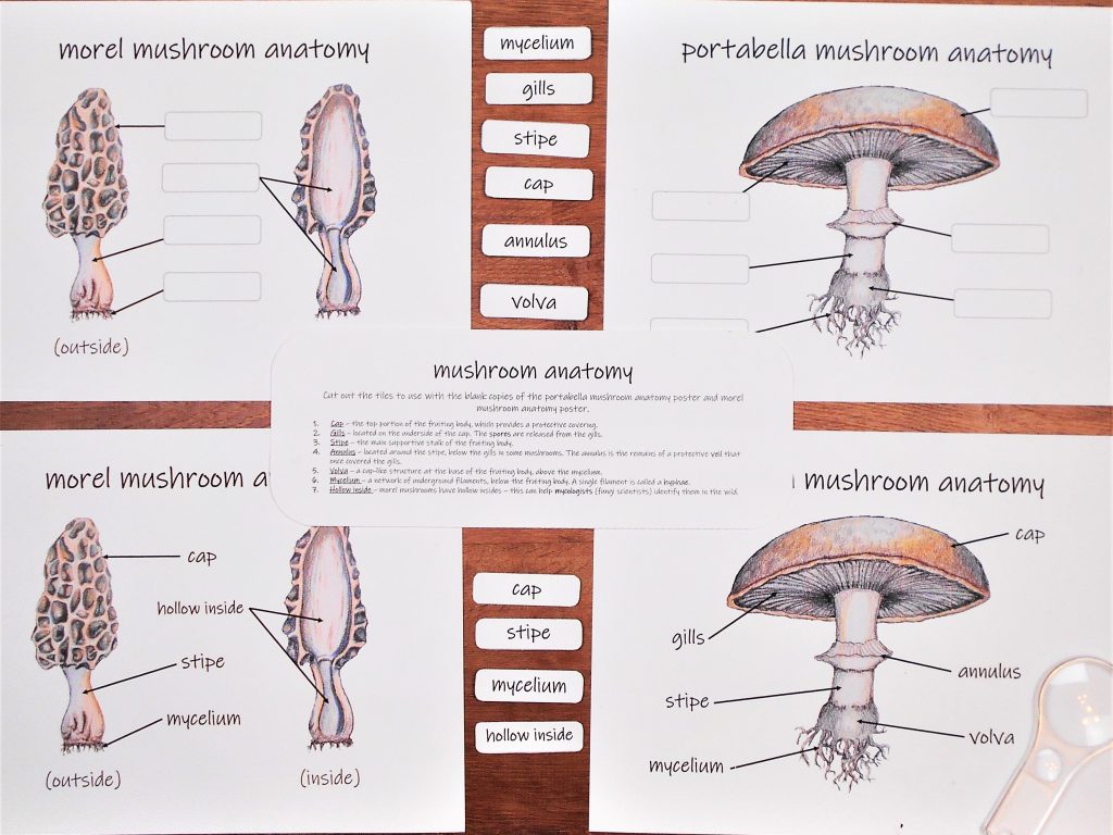 Mushrooms - Wild Earth Lab