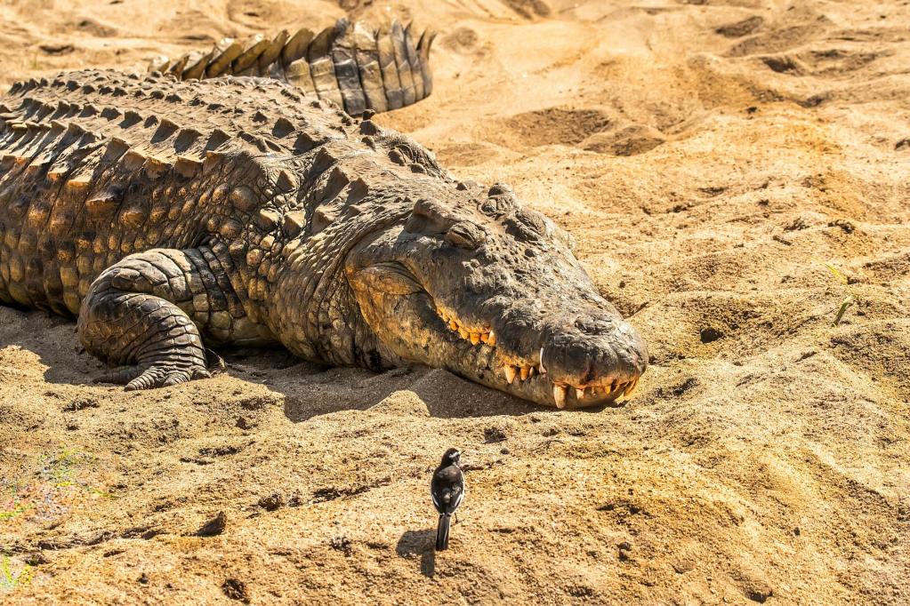 Reptiles - Wild Earth Lab