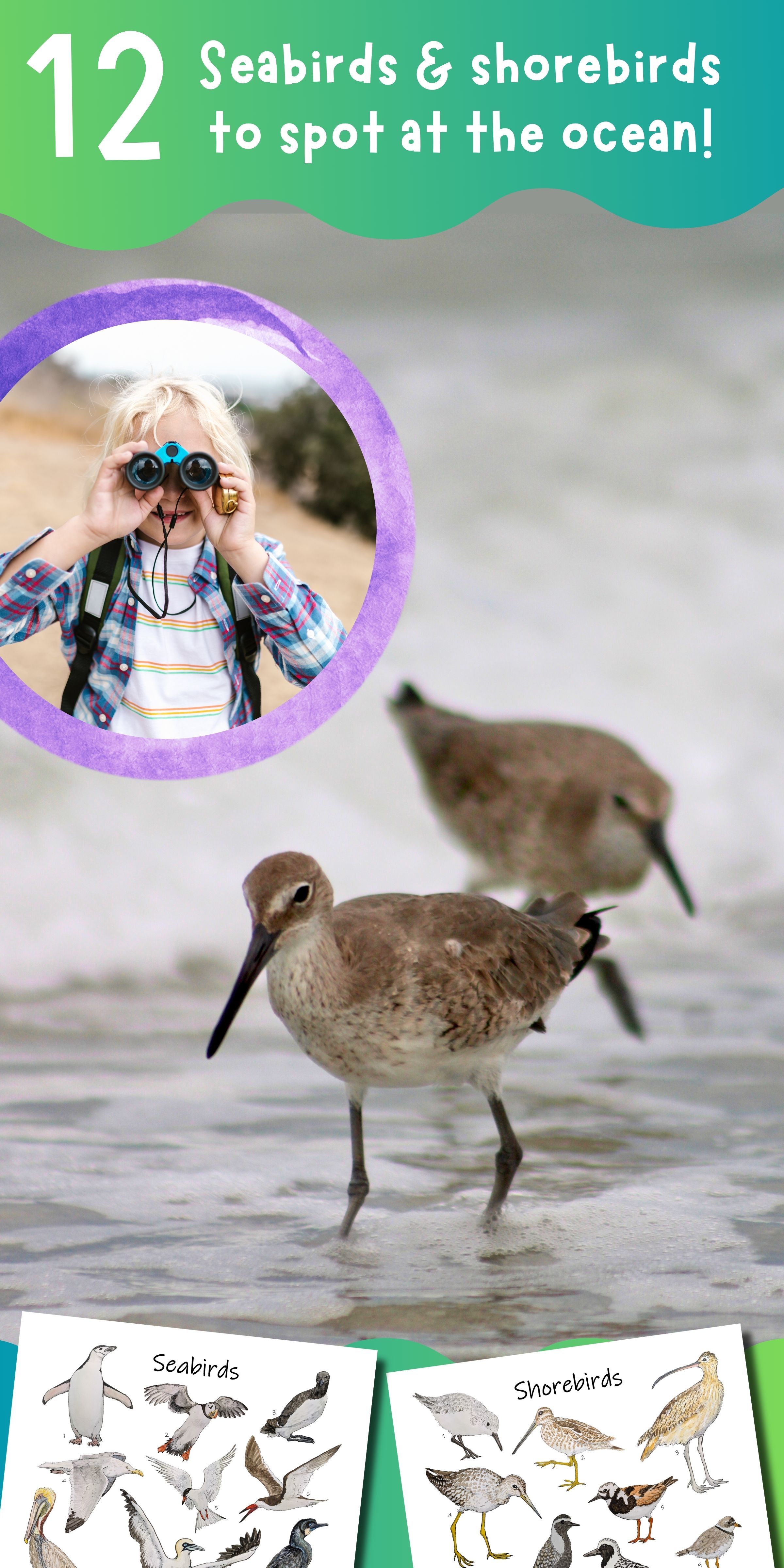 Types of Seabirds and Shorebirds to spot at the beach!