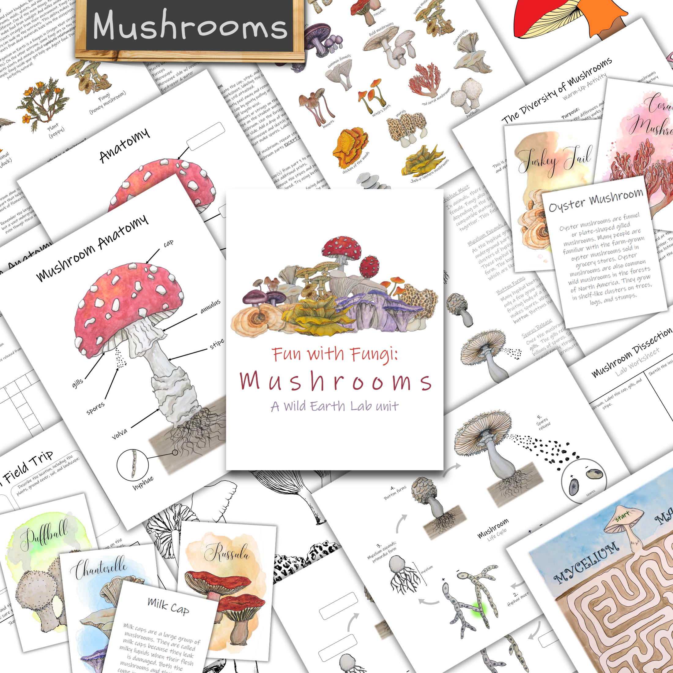 Science Fungi Worksheet