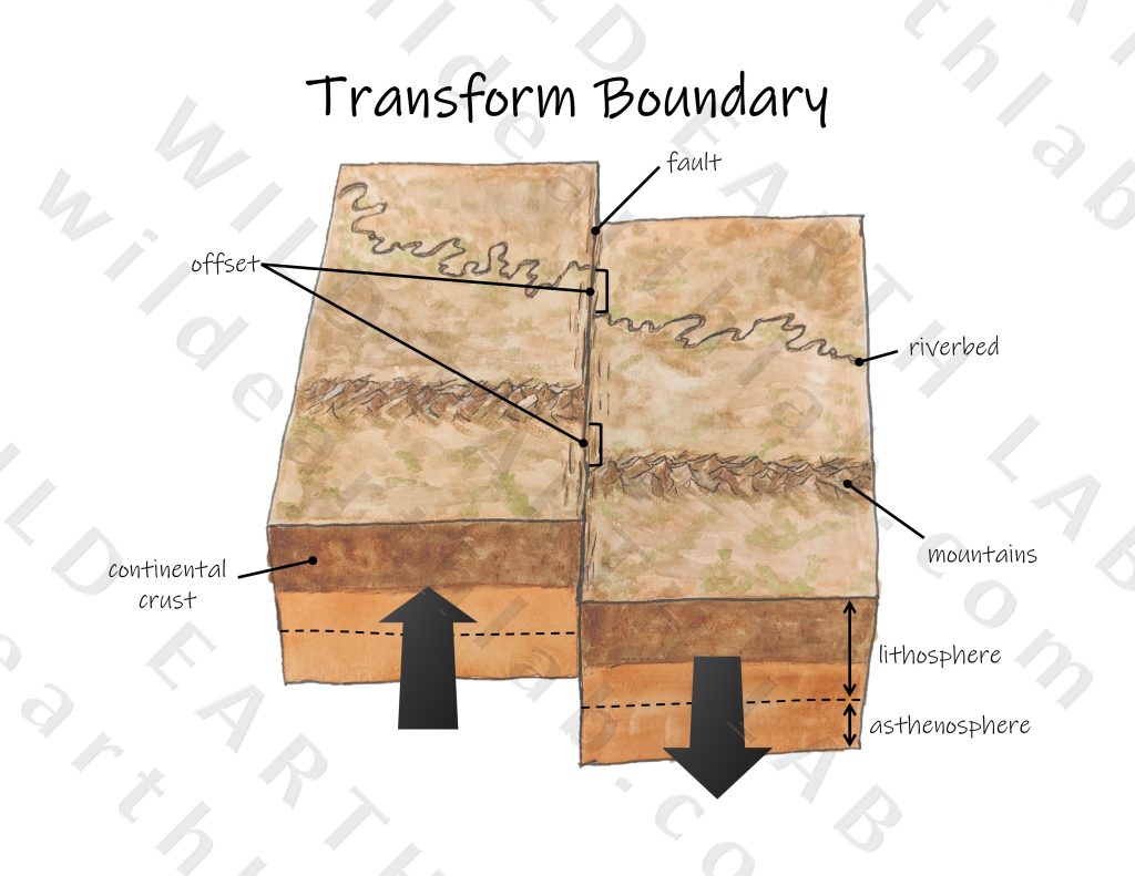 Custom Illustration and Diagrams for science and nature