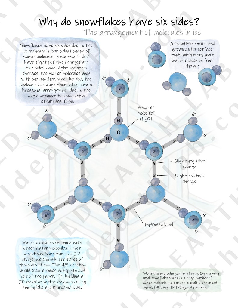 Custom Illustration and Diagrams for science and nature