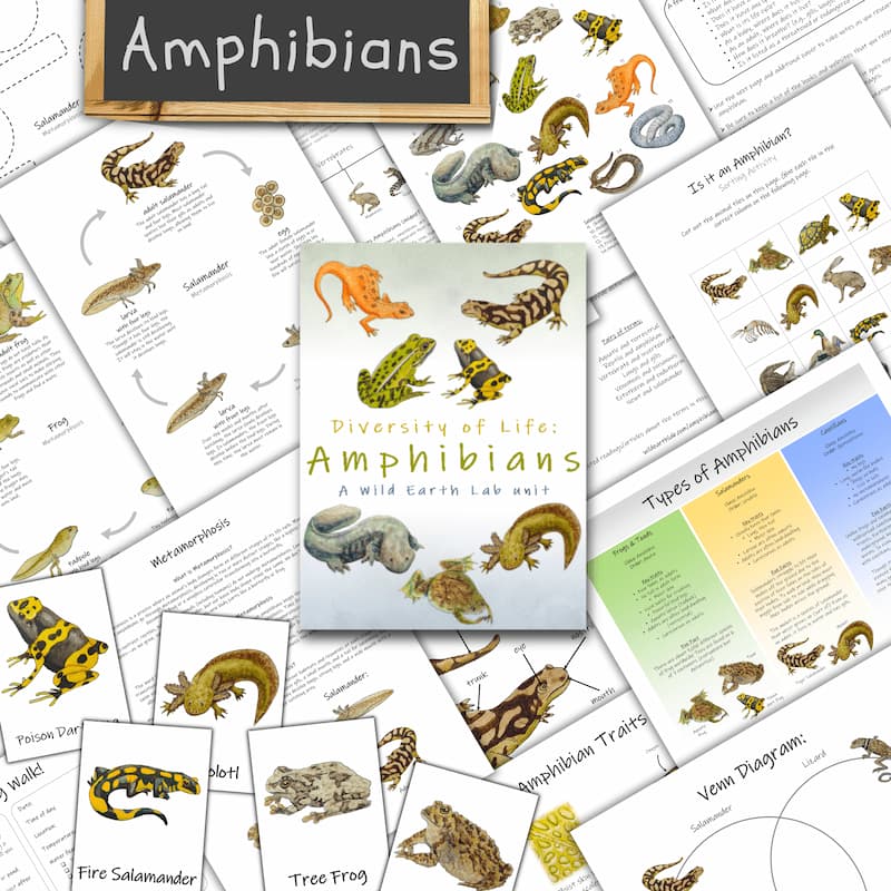 Amphibians Unit: study the biodiversity & traits of amphibians!