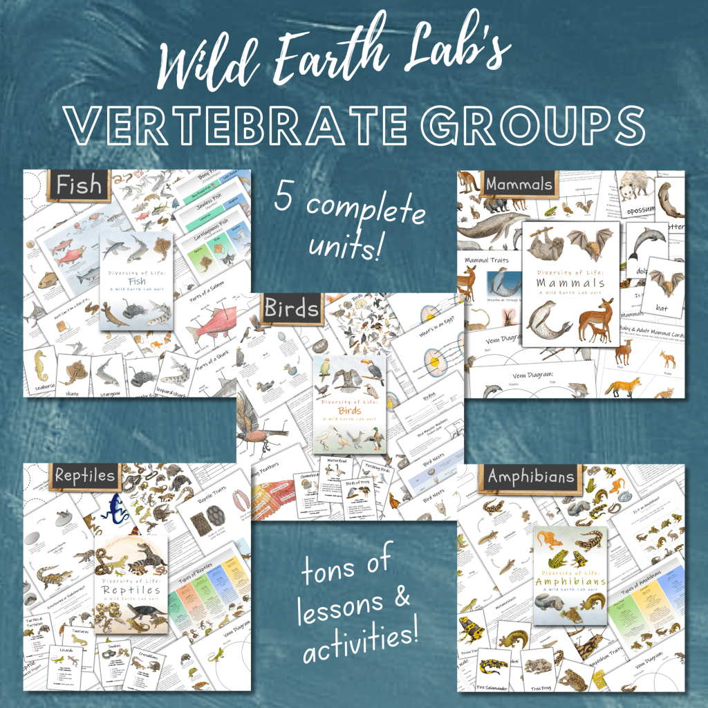 Vertebrate Groups Bundle: 5 units on amphibians, birds, fish, mammals ...